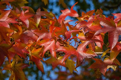 블루 스카이 배경에 일반적으로 미국 스위트 껌 라고 Liquidambar 스티라시플루아의 붉은 가을 잎의 클로즈업 가을 정원에서