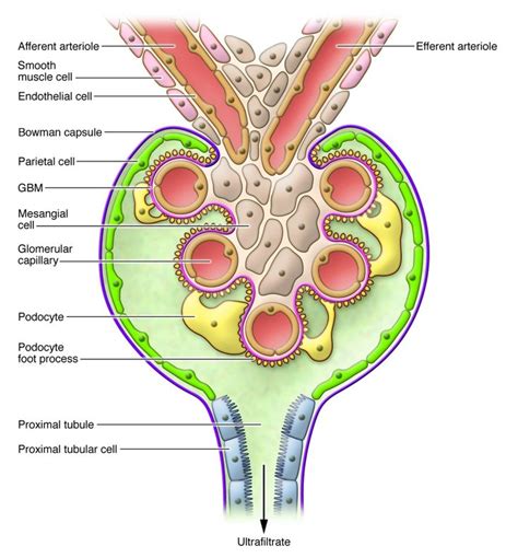 JCI Hold Tight Or Youll Fall Off CD Helps Podocytes Stick In High Pressure Situations