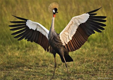 Pin On Avians