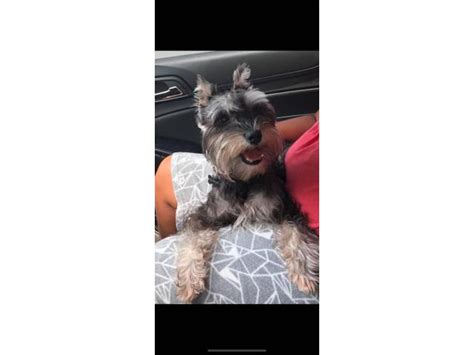 Mini Schnauzers Port St Lucie Puppies For Sale Near Me
