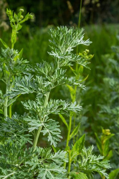 20 Plants That Repel Ticks And Fleas From Your Yard