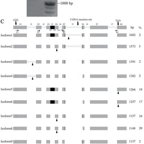 Ttl Has Multiple Spliced Transcript Isoforms A Multiple Trancripts