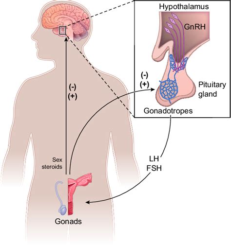 Figure 1 From Neuroanatomical Framework Of The Metabolic Control Of Reproduction Semantic Scholar
