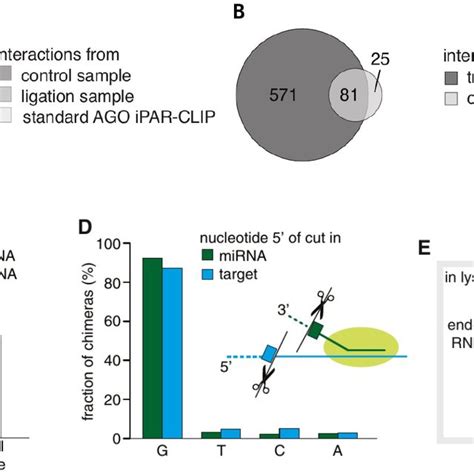 Mirnatarget Chimeras Can Be Generated Via Endogenous Ligation