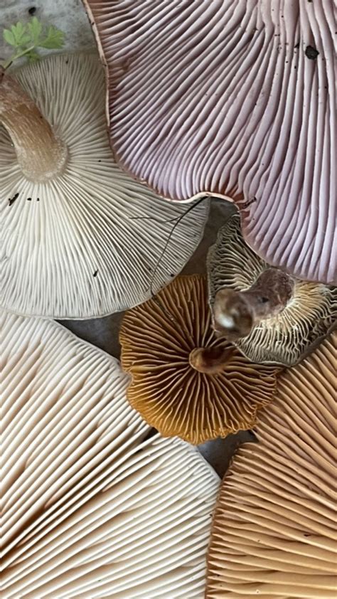 Mushroom Patterns Art