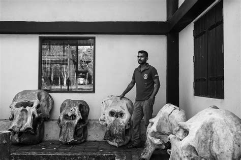 Photos Of The Human Elephant Conflict In Sri Lanka