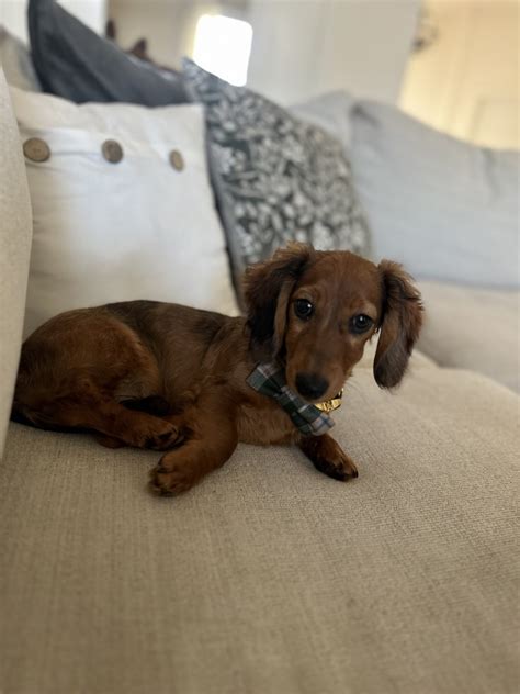 Dachshund Puppies For Sale Oklahoma City Ok 554396