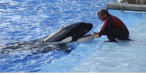 Orcas Trust A Tilikum Story Chapter 12 Abigail Returns For Revenge