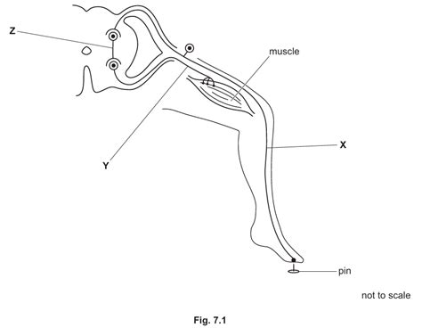 Igcse Biology 0610 14 1 Coordination And Response Igcse Style Questions Paper 3
