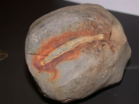 What Is It A Worm Fossil Id The Fossil Forum