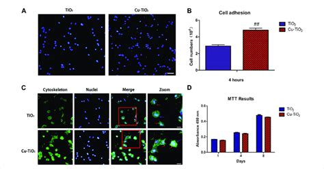 Cell Initial Adhesion Spreading And Proliferation Ability Evaluation