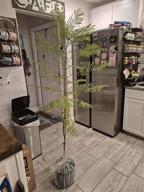 Pringles Dwarf Podocarpus Shrubs For Sale