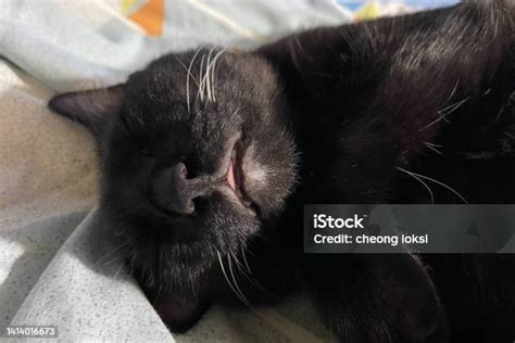 귀여운 작은 검은 새끼 고양이는 모피 카펫에서 자고 있습니다 따뜻한 침대에서 몸을 굽히는 사랑스러운 검은 고양이의 이미지 가정용 장비에 대한 스톡 사진 및 기타 이미지