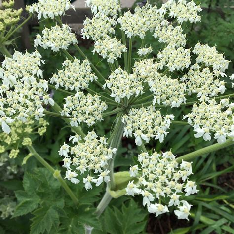 Cow Parsley Flower Cow Parsley Flower