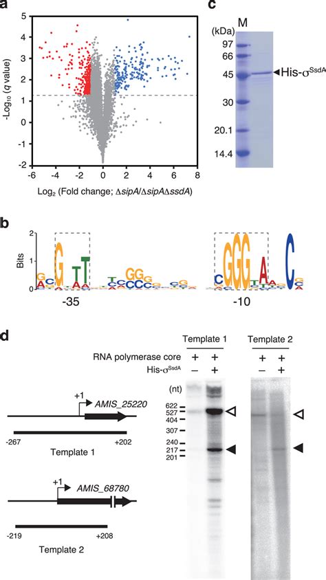 Rna Seq Analysis And In Vitro Transcription Using Recombinant σssda A