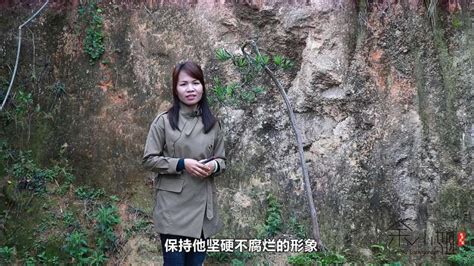 高杆罗汉松盆景制作了舍利杆以后内容马上丰富起来 家居 园艺 好看视频