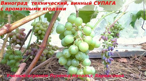 Виноград технический винный СУПАГА с ароматными ягодами Пузенко