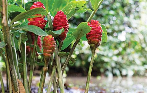 Hal 2 Raih 3 Khasiat Tanaman Herbal Lempuyang Gula Darah Turun Drastis