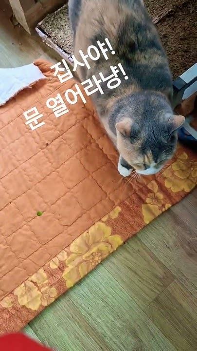 아이고 산책나갔으면 큰일날뻔 했구나 Youtube