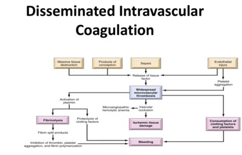 Hematologic Disorders Flashcards Quizlet