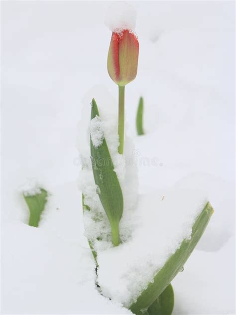 Tulip And Snow Stock Image Image Of Flower Blossom 245173129