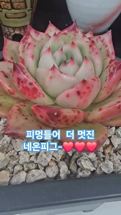 모주 못지않게 이쁜 네온피그~ ️ ️ ️ 유나초롱 초롱맘 네온피그유나 명품 다육집사 다육판매 포항다육 Succulents 多肉植物 Youtube