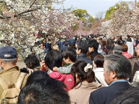 今日から大阪・桜ノ宮通り抜け 明日通信