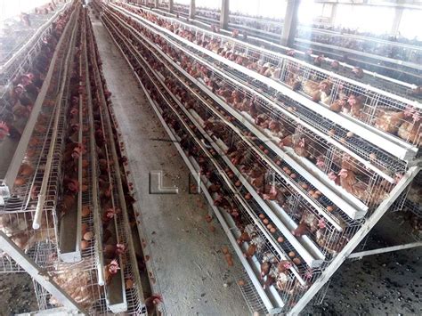 High Density Layer Chicken Battery Cages For 120160 Birds Poultry