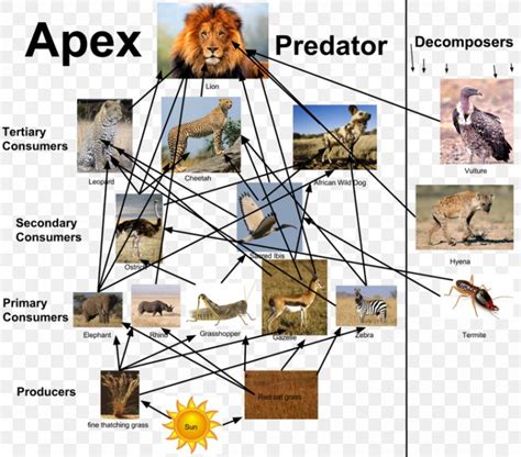 Diagram Simple Savanna Food Chain Diagram Mydiagramonline