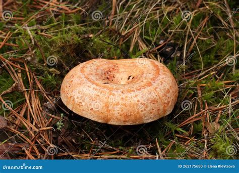 The Wild Edible Mushroom Lactarius Deliciosus Grows In The Forest