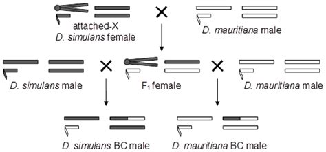 Crossing Scheme Used To Obtain Backcross Males This Diagram Represents
