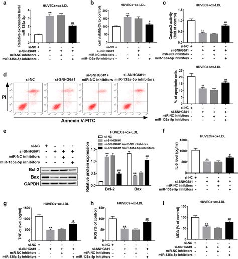 Snhg6 Regulated Ox Ldl Induced Injury Of Huvecs Via Interacting With