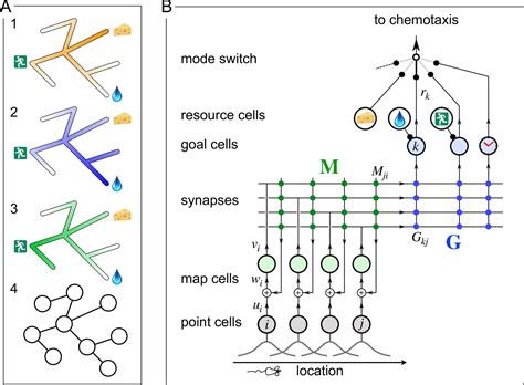 endotaxis a neuromorphic algorithm for mapping goal learning navigation and patrolling elife