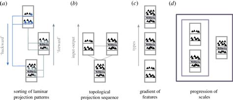 Overview Of Different Concepts Of Hierarchy In Cortical Brain