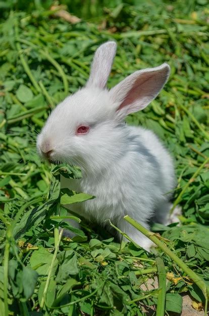 Premium Photo Sute White Rabbit In Grass Rabbit In Spring Green Grass