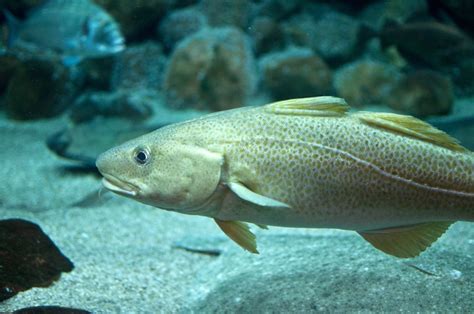 Atlantic Cod Oceana Canada
