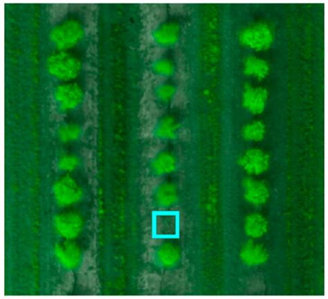 Remote Sensing Free Full Text Uav Based High Throughput Phenotyping