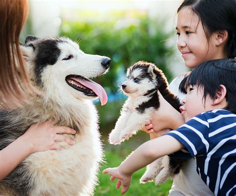 The Importance Of Socializing Your Puppy Hartz