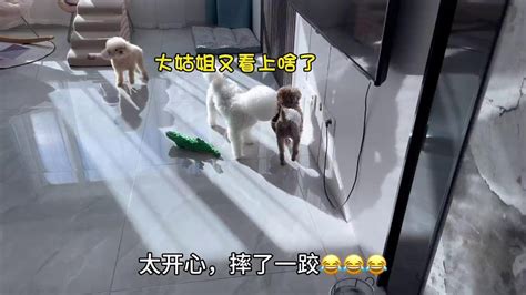 妞妞：农村来的大姑姐太能划拉东西了，我可得把小绿藏起来！ 狗狗 比熊 泰迪 家有萌宠 Youtube