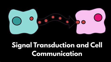 Signal Transduction And Cell Communication Biology Ease