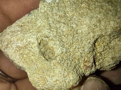 So I Was Looking Through My Fossil Collection Tonight And For Kicks I