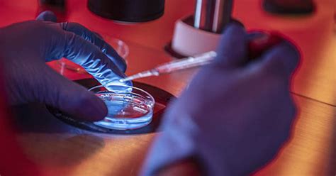 The Catholic View On In Vitro Fertilization Between Science And