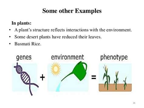 Genotype Environment Interaction