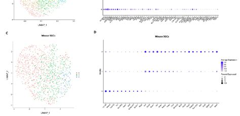 Identification Of Subtypes Of Drg Sgcs A Umap Plot Showing 6