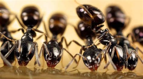 Saiba Como Acabar Com Formigas Nas Plantas Revista Meu Pet