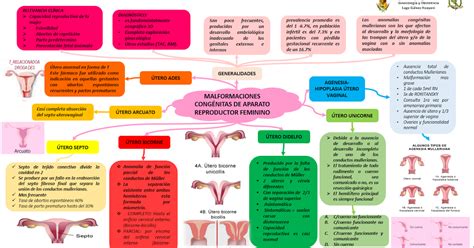 Mapas Mentales Sobre El Aparato Reproductor Femenino Cuadro Comparativo