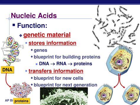 Nucleic Acids Information Storage Ppt Download