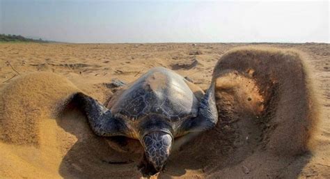 Olive Ridley Turtles Begin Mass Nesting Orissapost