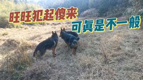 艷陽天旺旺犯起傻來可真是不一般因為警惕性太高以至於被嚇的好慘 德牧德牧 純種德牧 YouTube