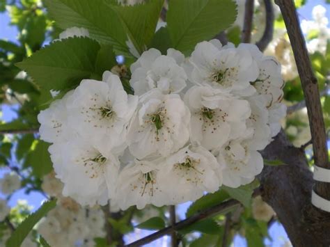 Prunus Avium Plena Factsheets Provender Nurseries Wholesale